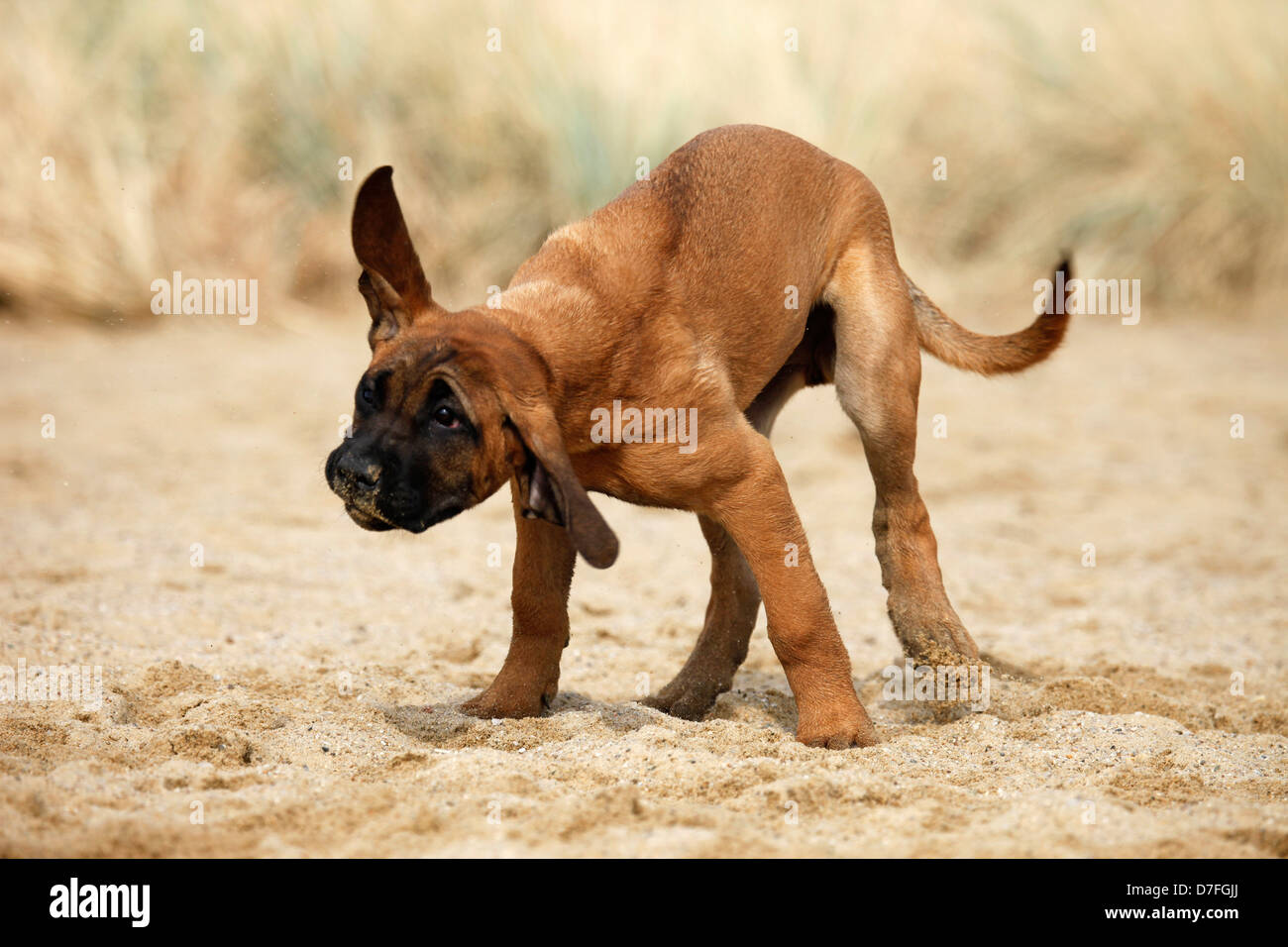 young Cane Corso Stock Photo - Alamy