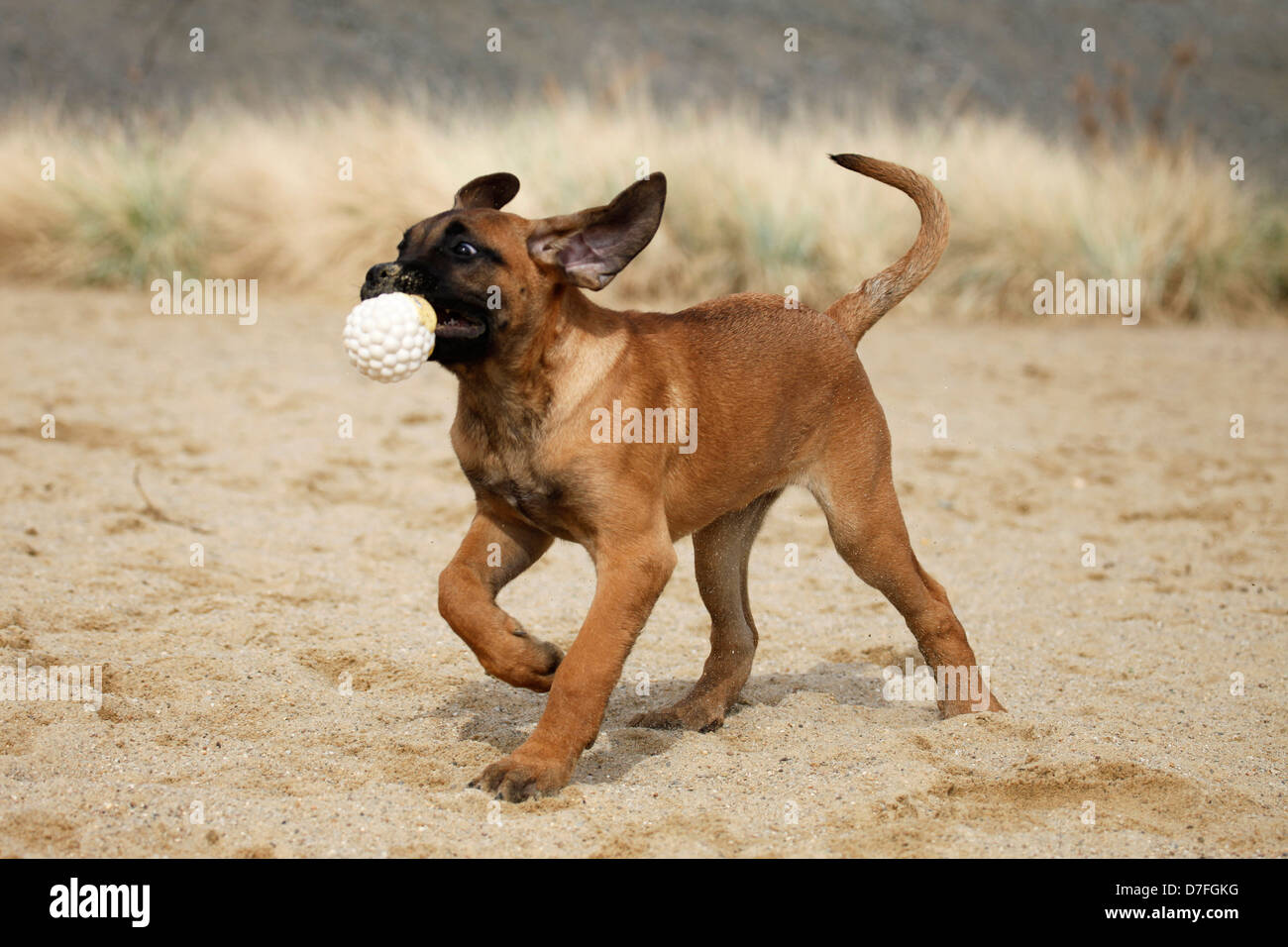 young Cane Corso Stock Photo - Alamy