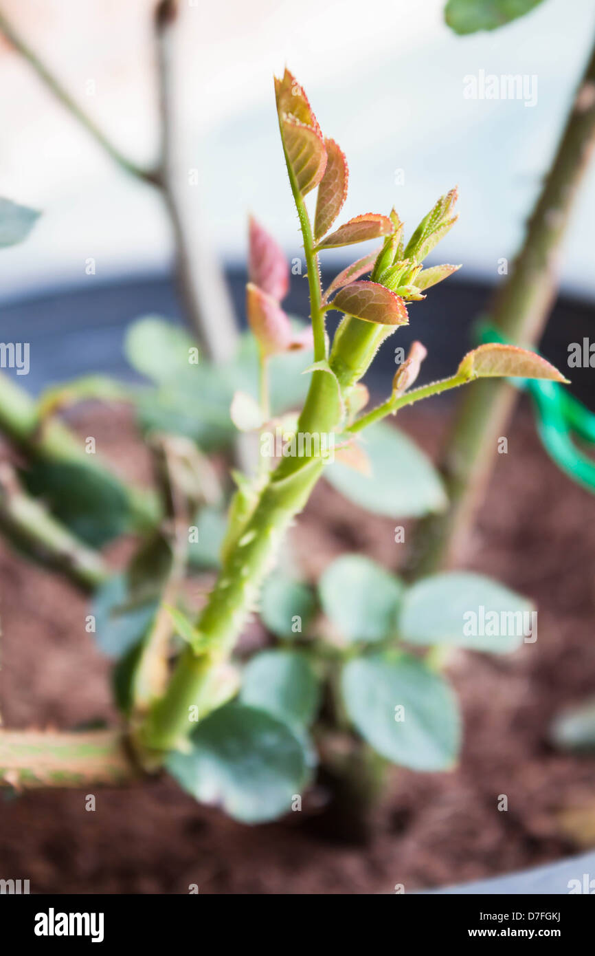 Rose sprouts grow on bushes planted in garden Stock Photo - Alamy