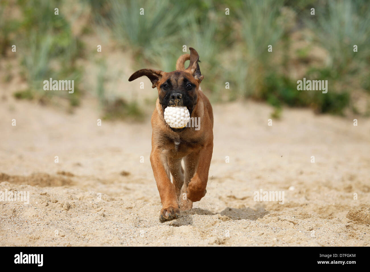 young Cane Corso Stock Photo - Alamy