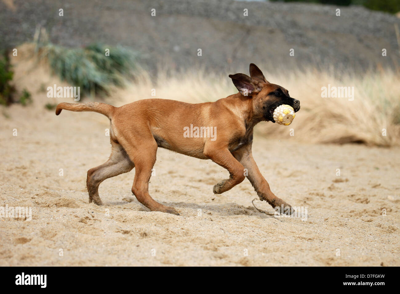 young Cane Corso Stock Photo - Alamy