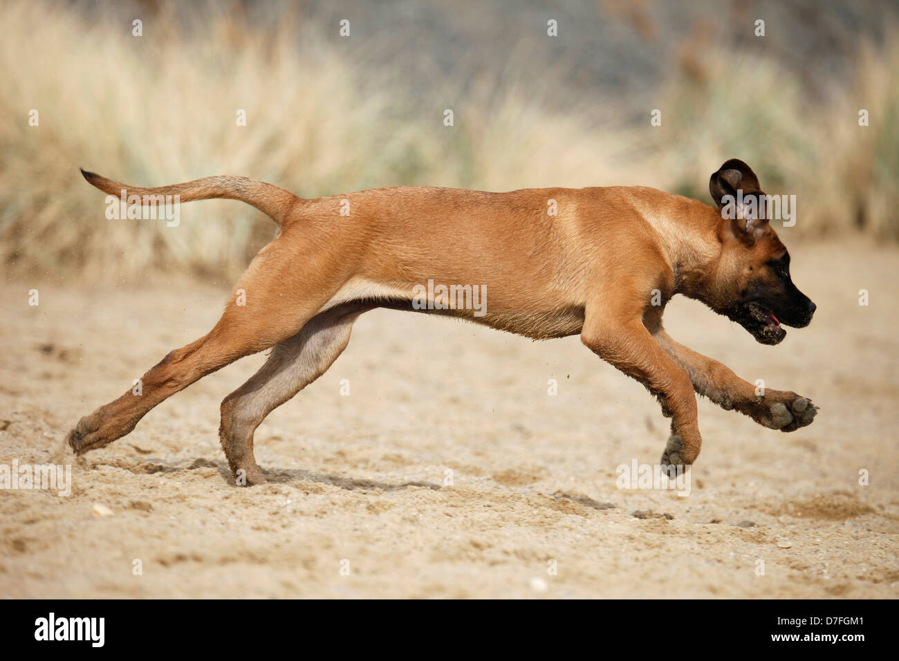 young Cane Corso Stock Photo - Alamy