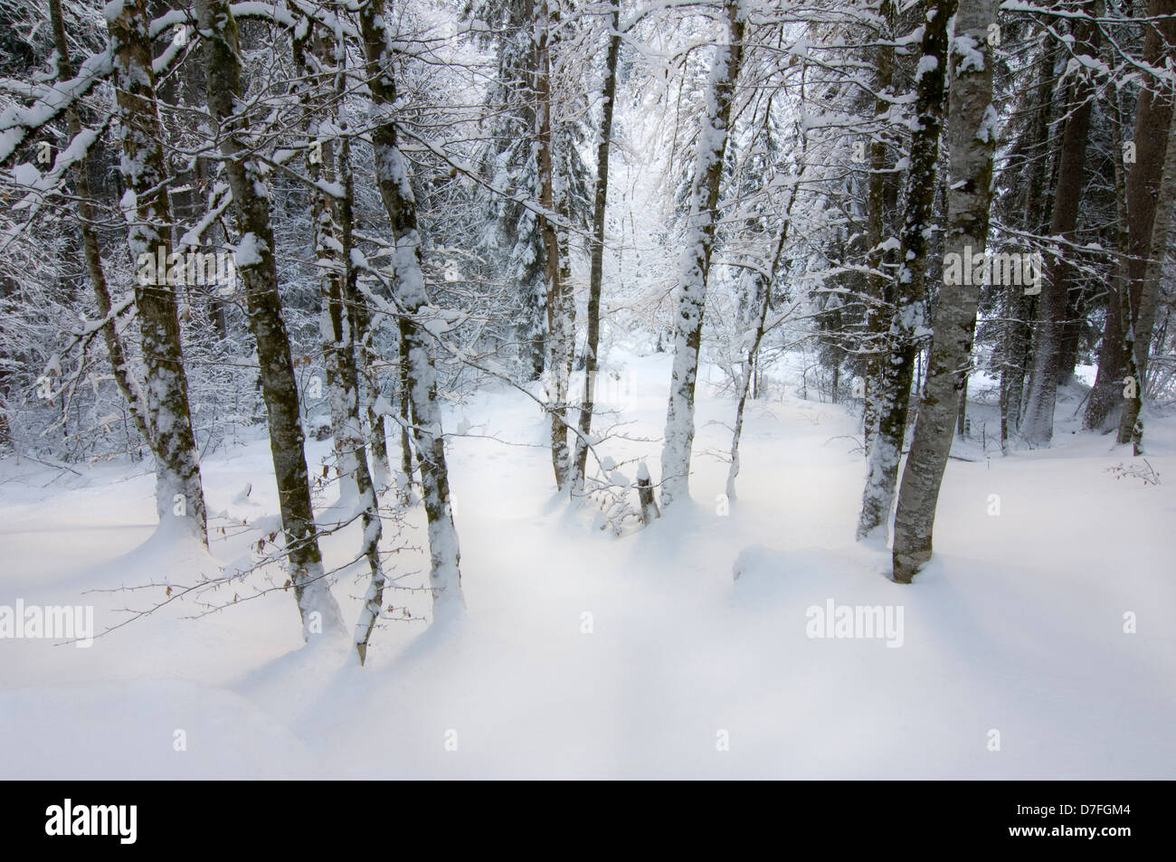 Snow Falling In The Woods High Resolution Stock Photography and Images ...