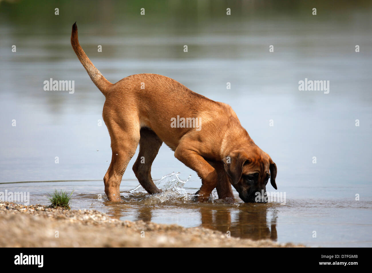 young Cane Corso Stock Photo - Alamy