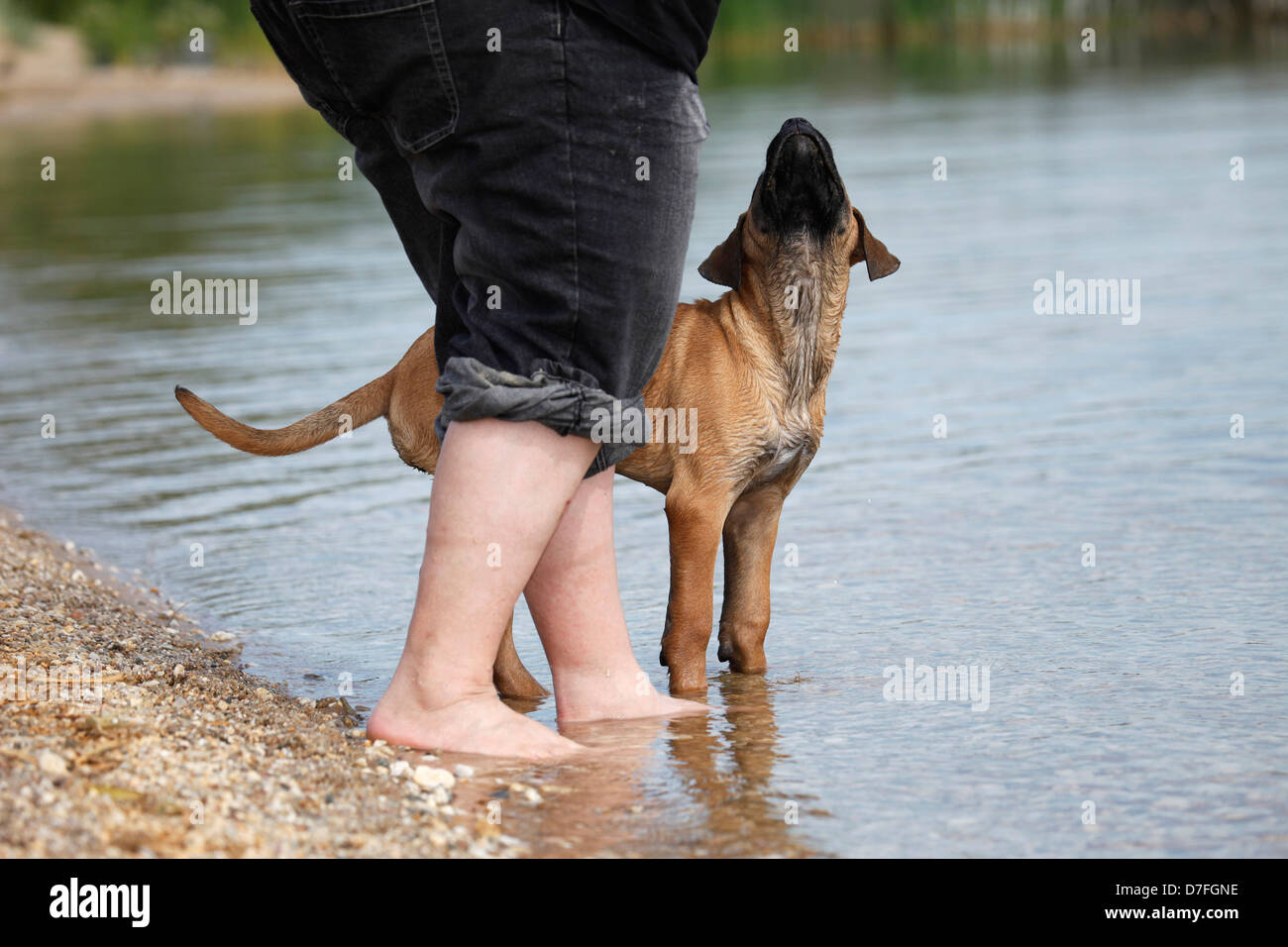 young Cane Corso Stock Photo - Alamy