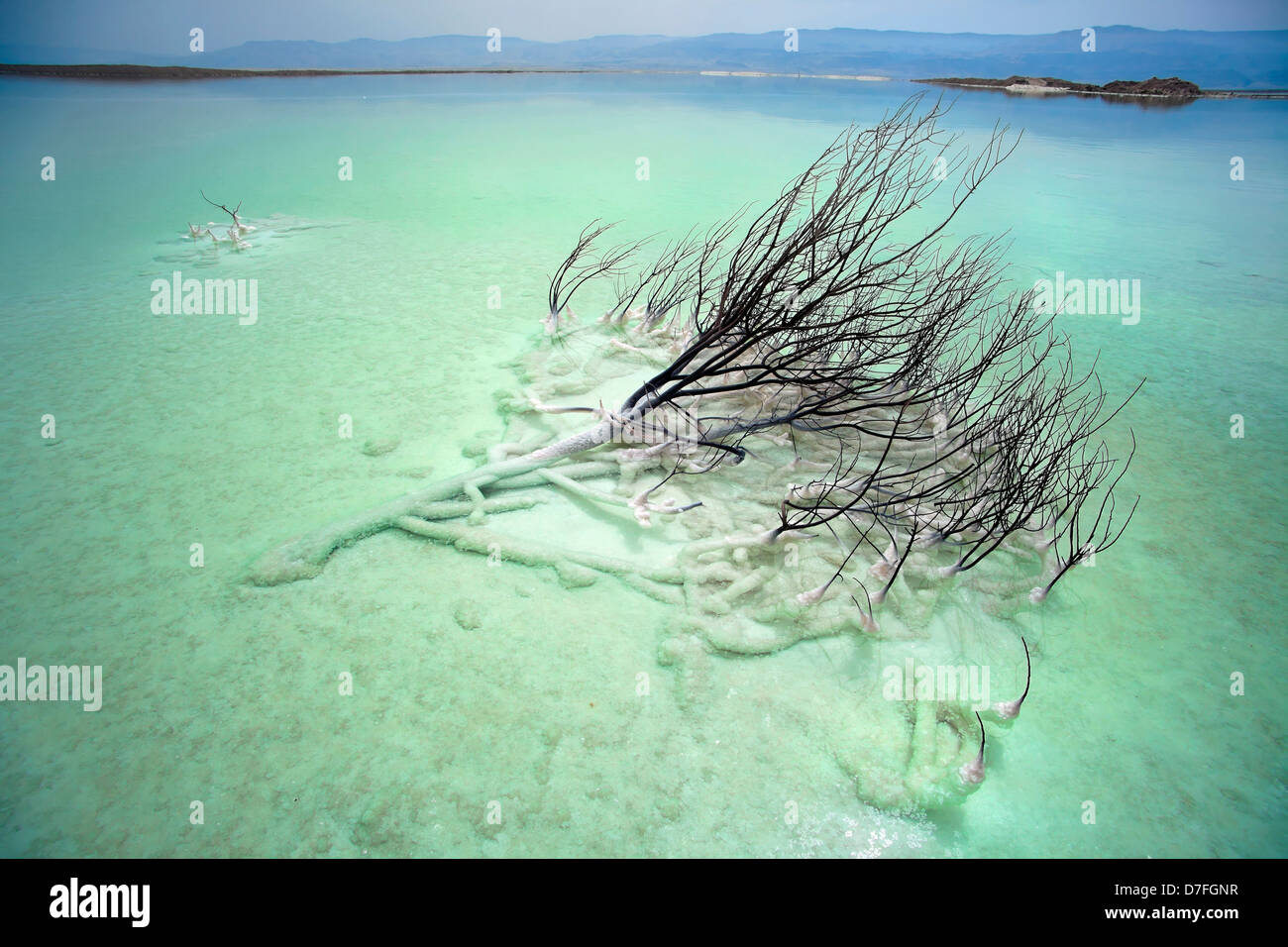 A dead bush lying covered salt in shallow waters Dead Sea Israel ...