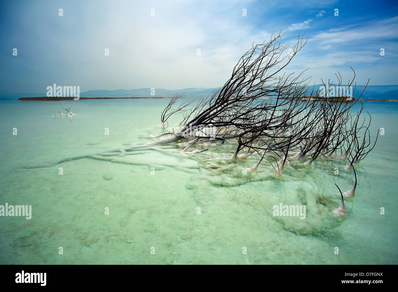 A dead bush lying covered salt in shallow waters Dead Sea Israel ...