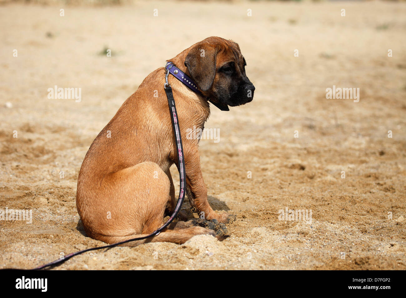 young Cane Corso Stock Photo - Alamy
