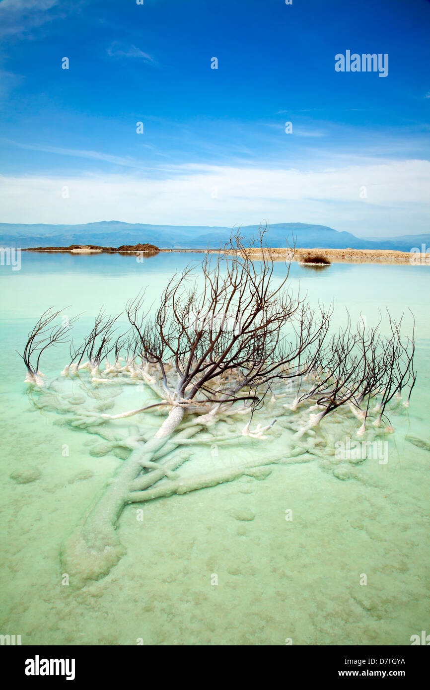A dead bush lying covered salt in shallow waters Dead Sea Israel ...