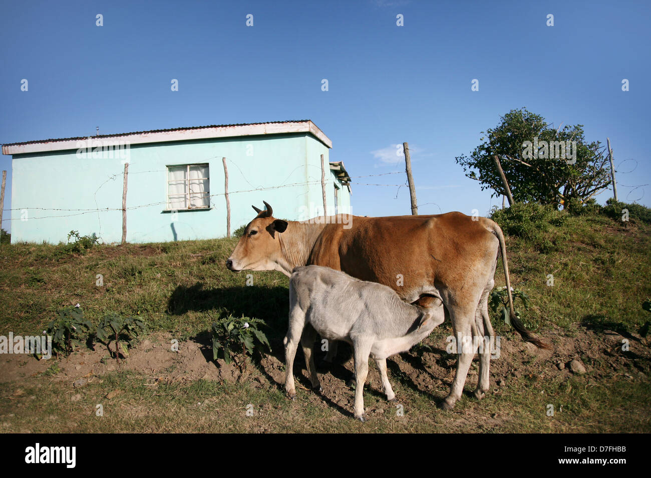 Houses in rural landscape with cows Stock Photo - Alamy