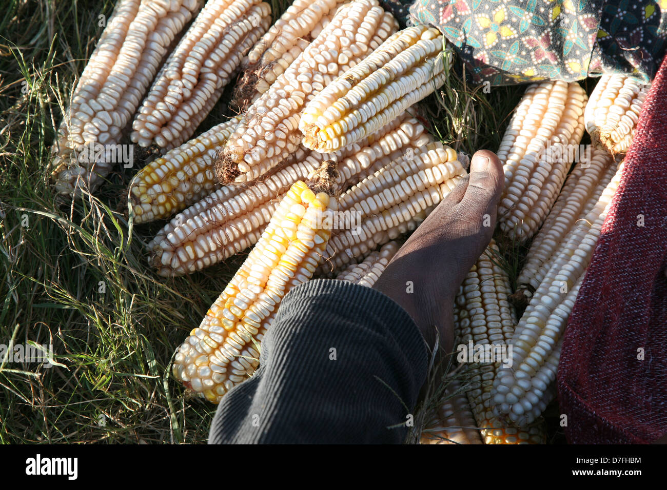 Woman picking maize hi-res stock photography and images - Alamy