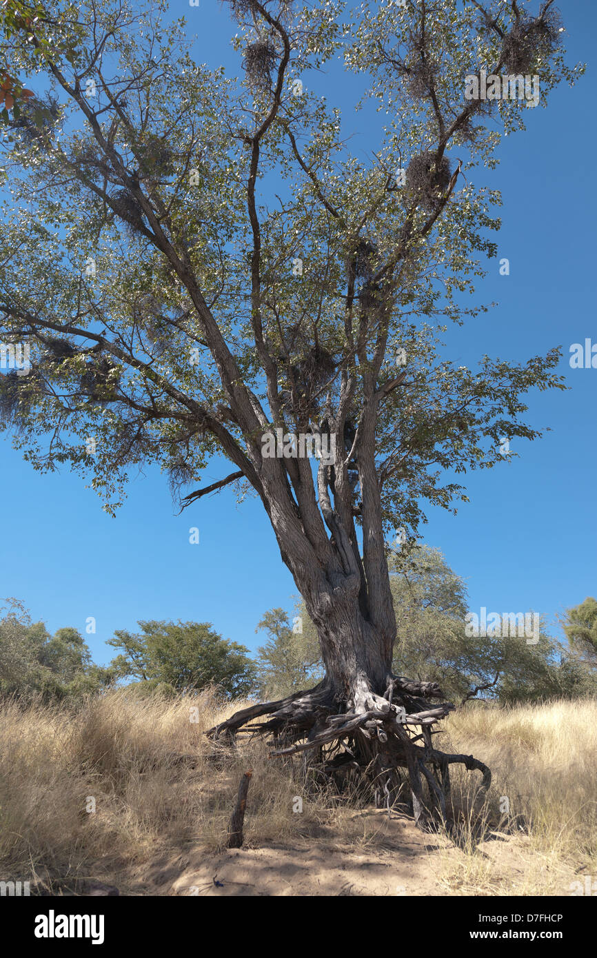 Tree in desert landscape with roots revealed Stock Photo - Alamy
