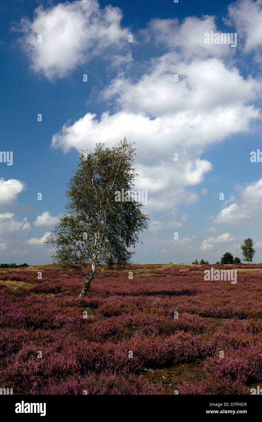 Lüneburg Heath, Lunenburg Heath, Lueneburger Heide, Germany Stock Photo ...