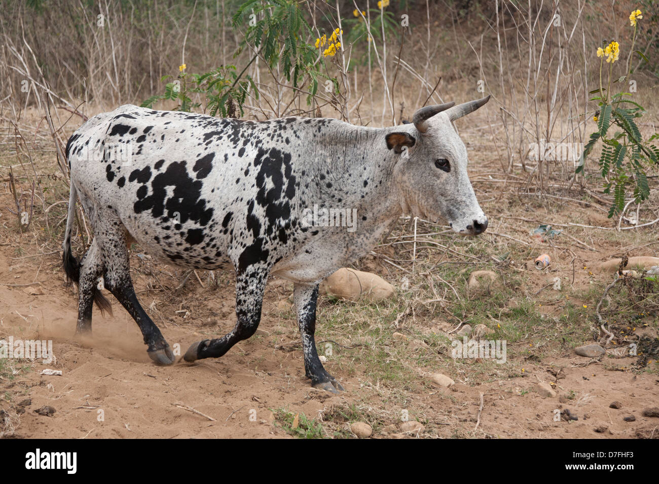 Portrait of a cow grazing Stock Photo - Alamy