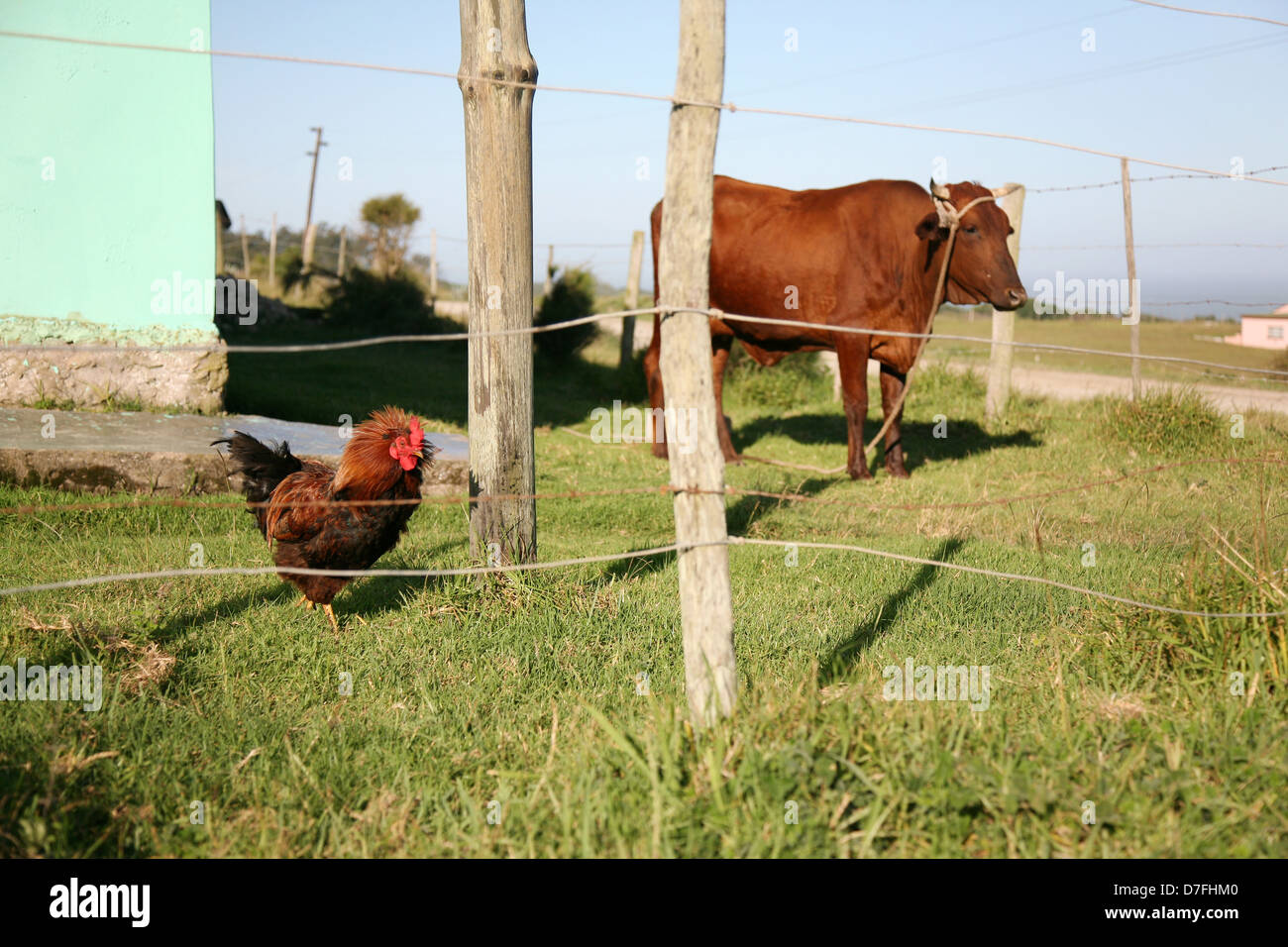 Houses in rural landscape with cows Stock Photo - Alamy