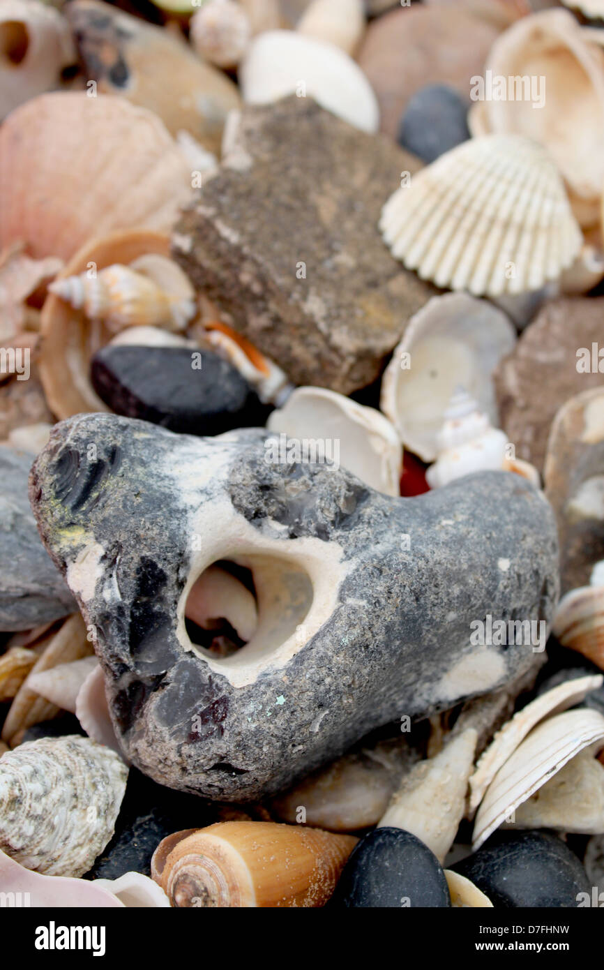 Pebble and shells Stock Photo - Alamy
