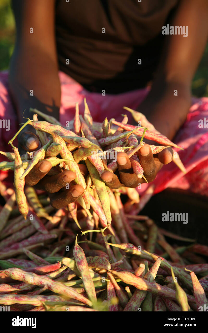 Close up of African womans hand holding peas in pod Stock Photo - Alamy