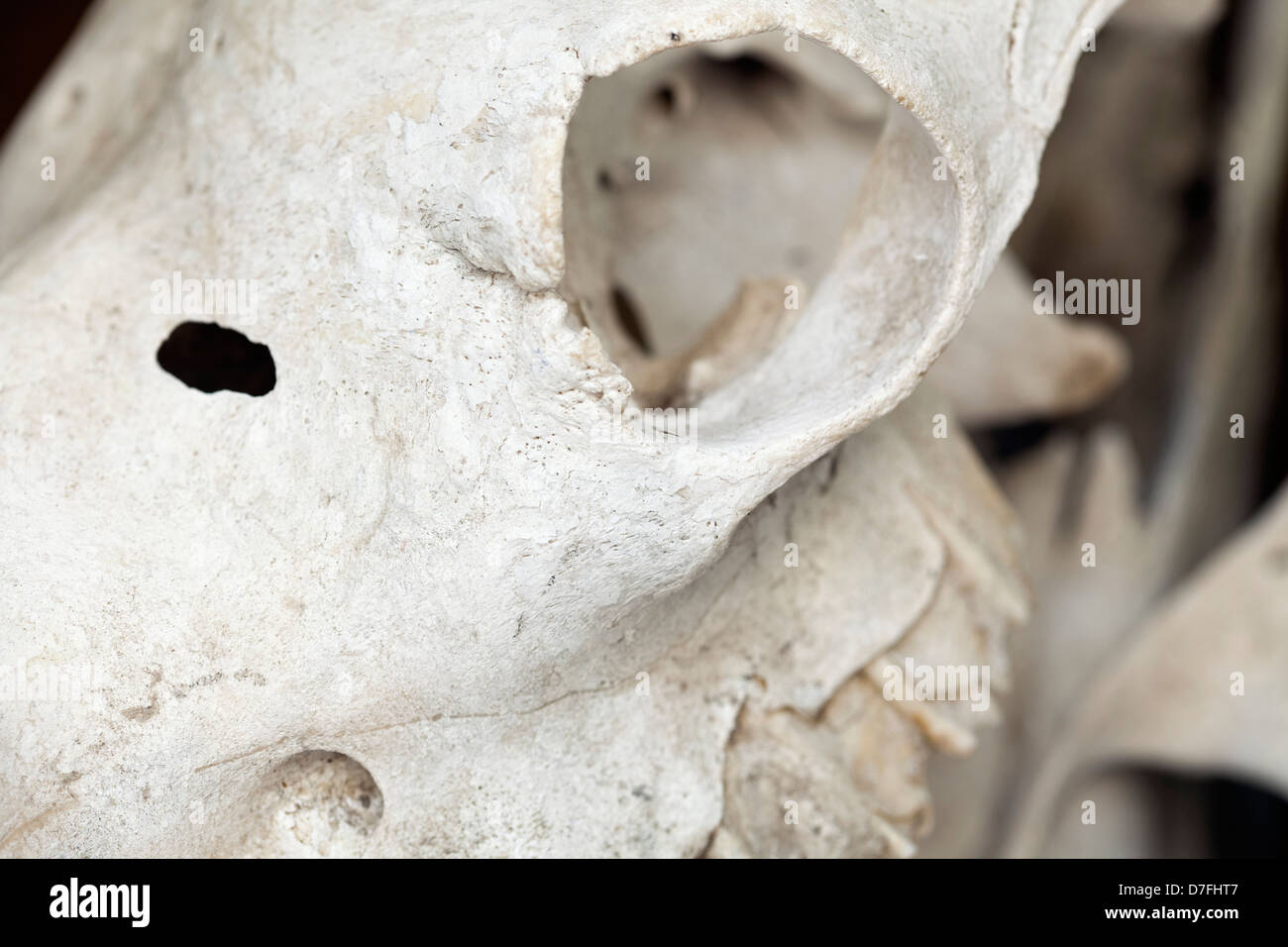 Eye socket skull hi-res stock photography and images - Alamy