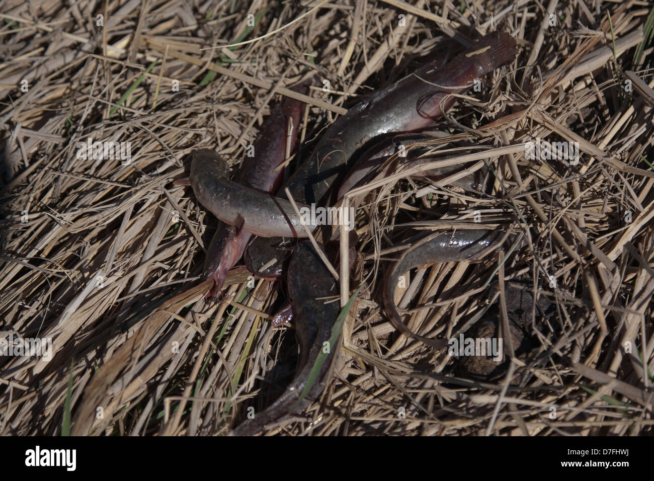 2009earthstock hi-res stock photography and images - Alamy