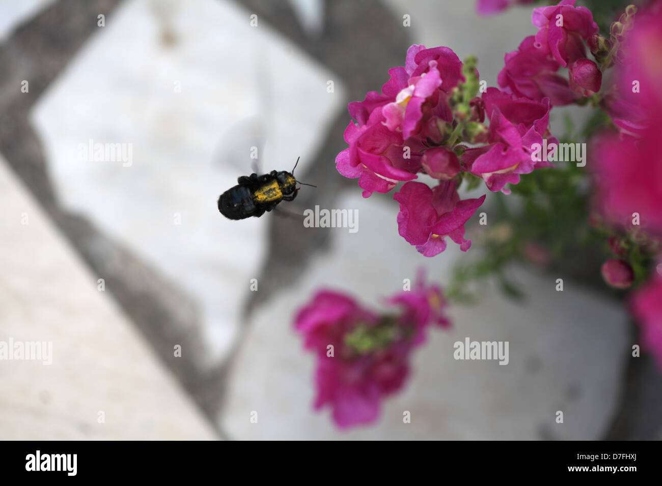bug flying near a flower Stock Photo - Alamy