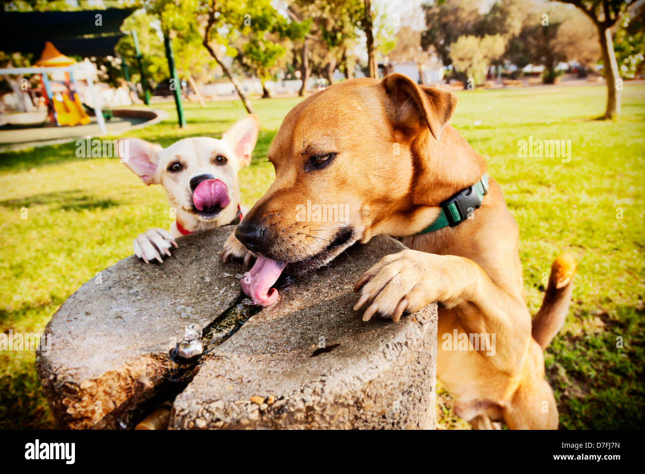 Two cute mixed-breed dogs drinking from a water fountain on a hot ...