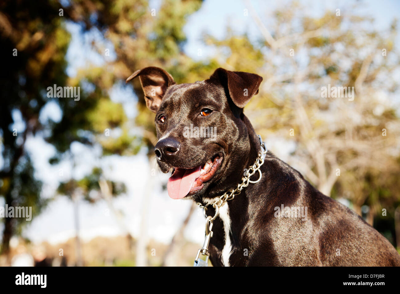 Portrait of a mixed Pitbull dog smiling to the camera, on the blurry ...
