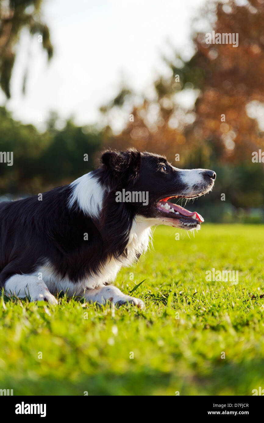 Border collie back hi-res stock photography and images - Alamy
