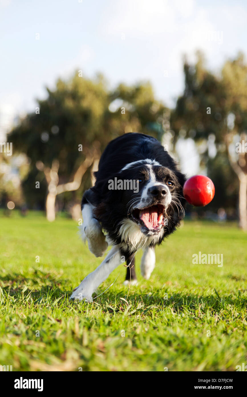 Border collie catching ball hi-res stock photography and images - Alamy