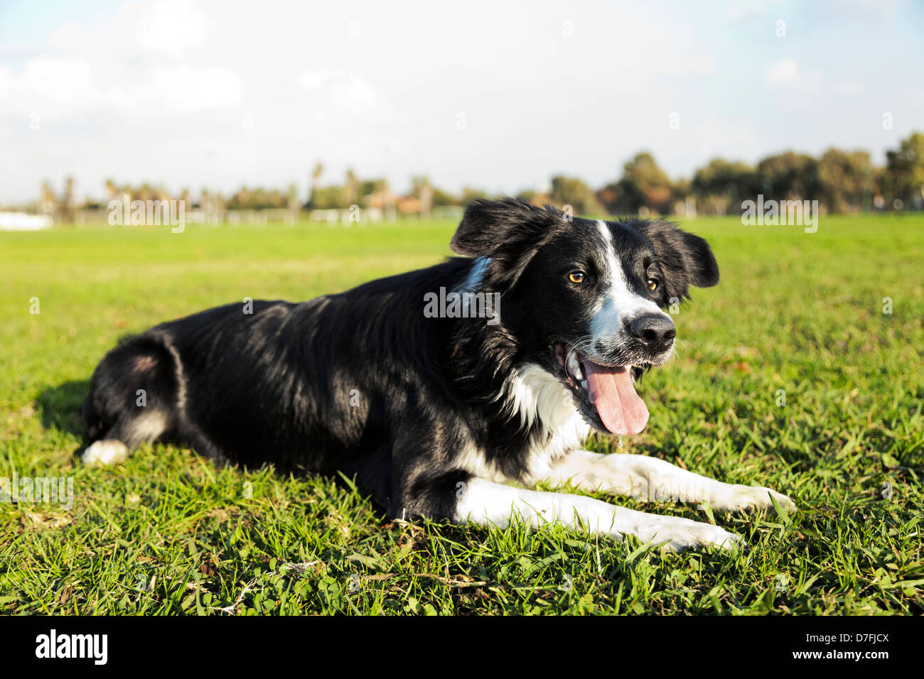 A border Collie dog sitting on the grass at the park, concentrated on ...