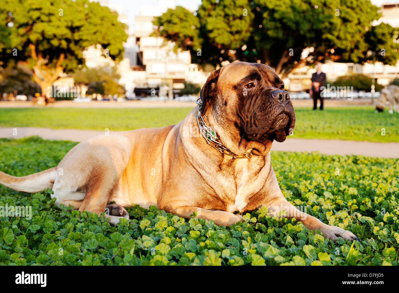 Bullmastiff male hi-res stock photography and images - Alamy