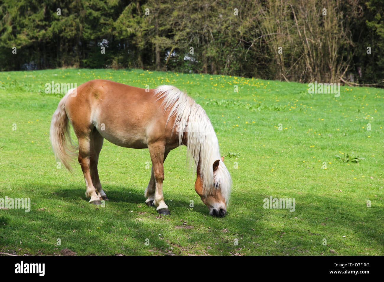Belgium nature animal hi-res stock photography and images - Alamy