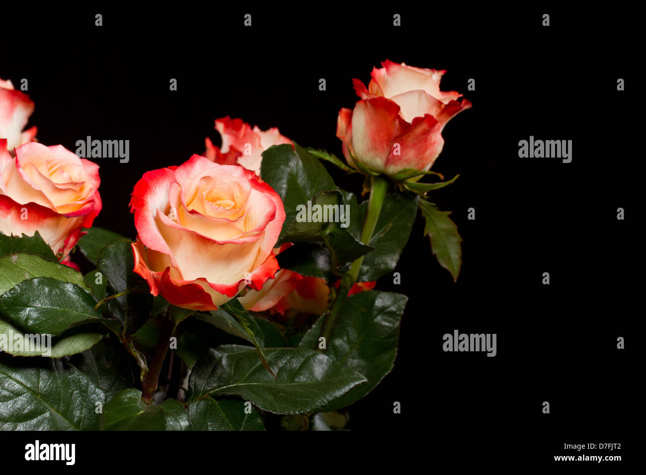 bouquet of beautiful roses Stock Photo - Alamy