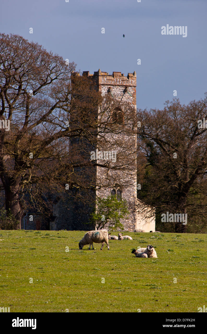 sheep and church Stock Photo - Alamy