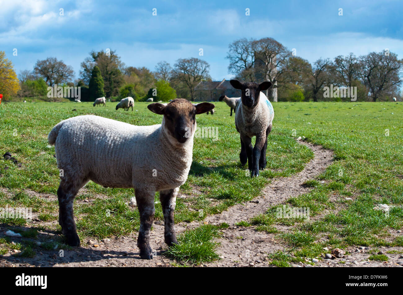 Black faced Norfolk spring lamb Stock Photo - Alamy
