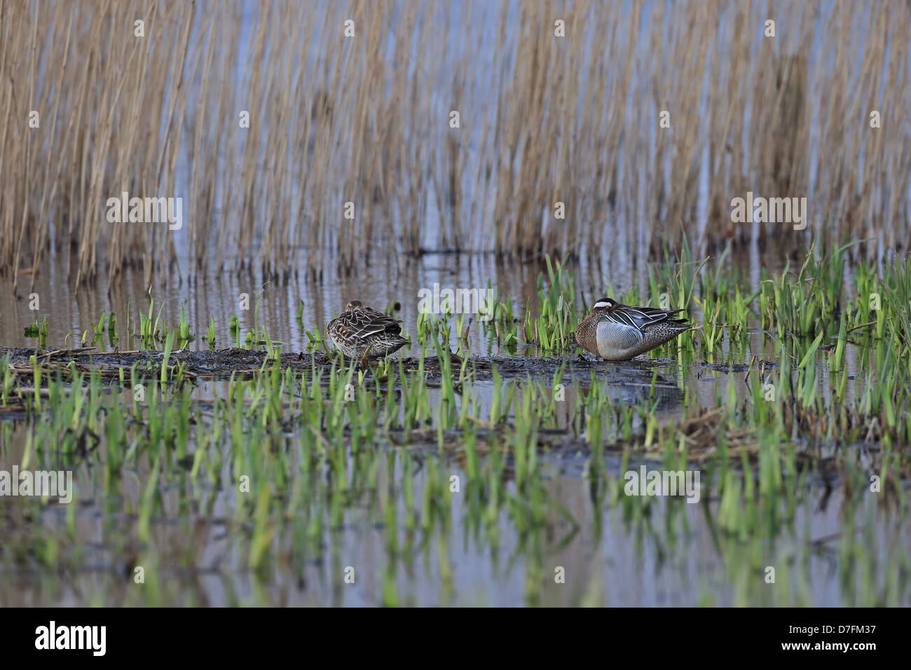 Garganey (Anas querquedula Stock Photo - Alamy