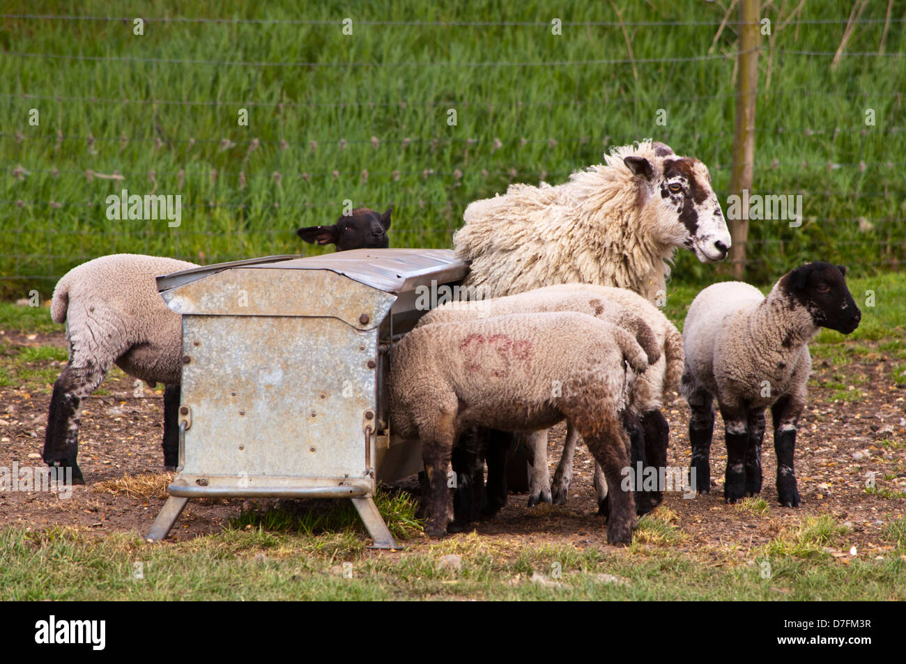 Norfolk Sheep and lambs Stock Photo - Alamy