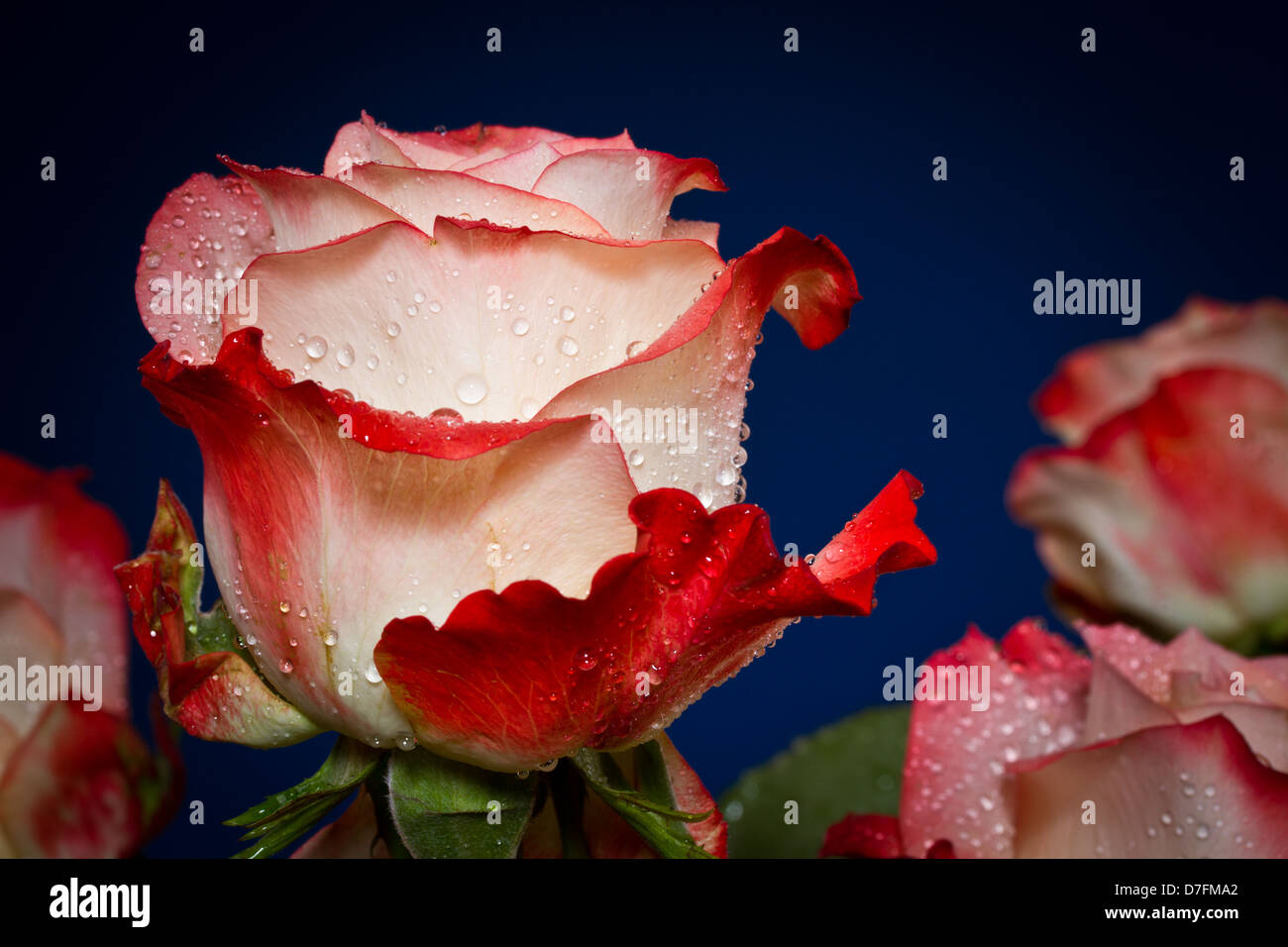 bouquet of beautiful roses Stock Photo - Alamy