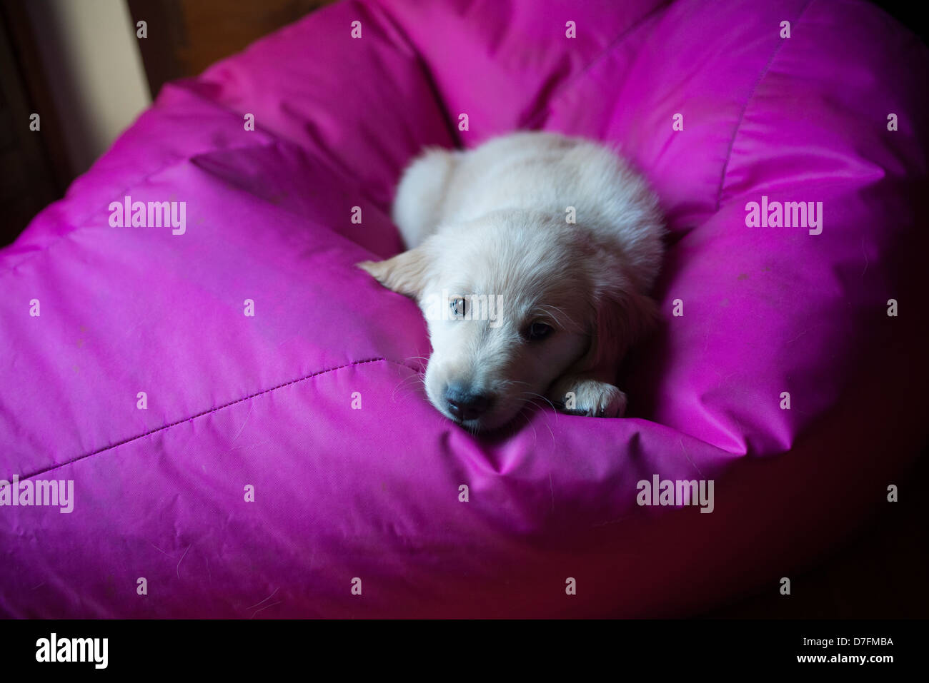 golden retriever puppy playing at home Stock Photo - Alamy