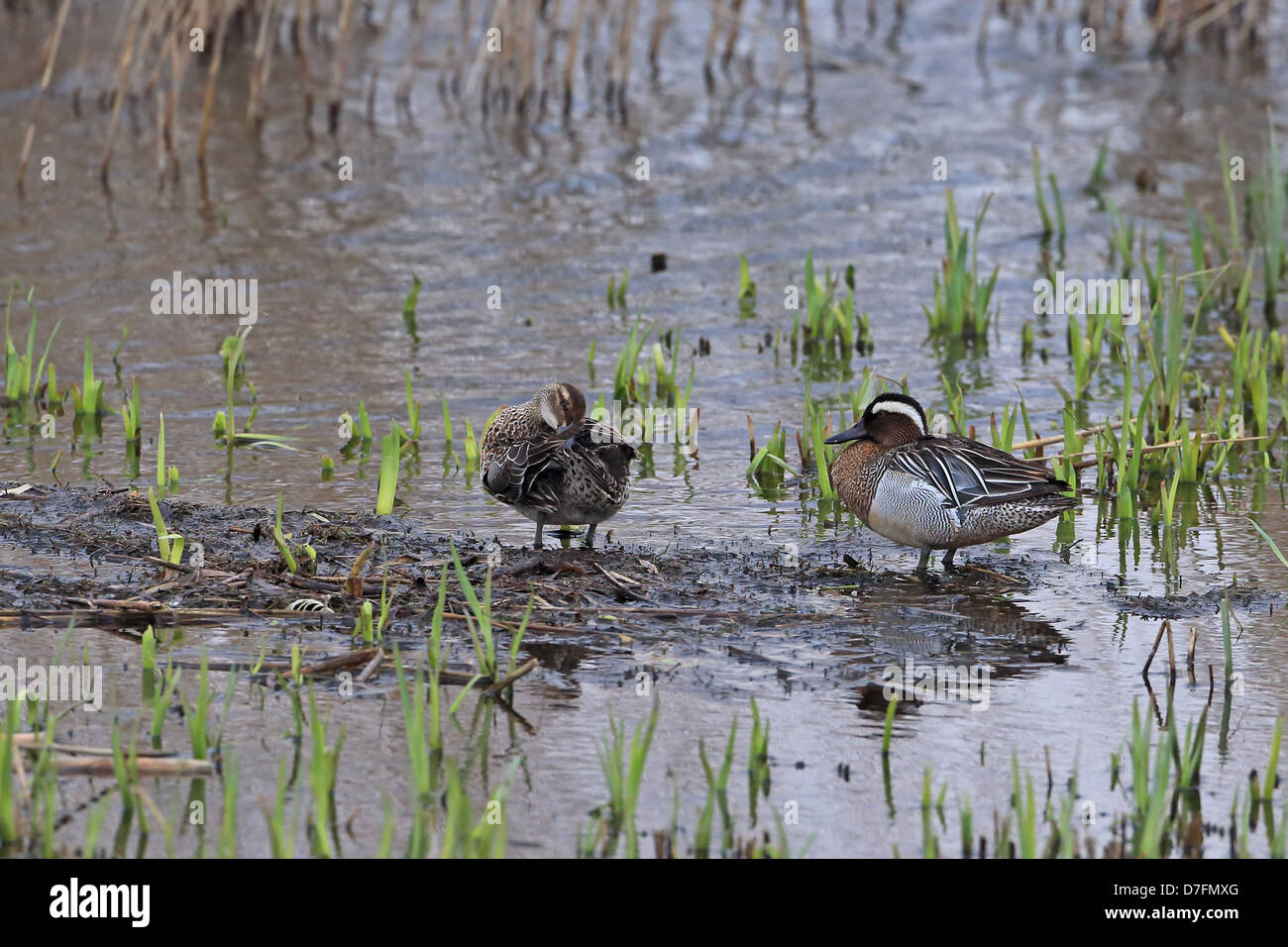Garganey (anas Querquedula) Garganeys High Resolution Stock Photography ...