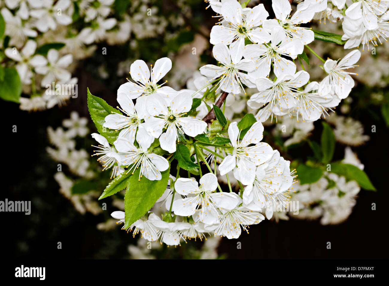 White cherry blossom on a cherry tree (Prunus sp Stock Photo - Alamy