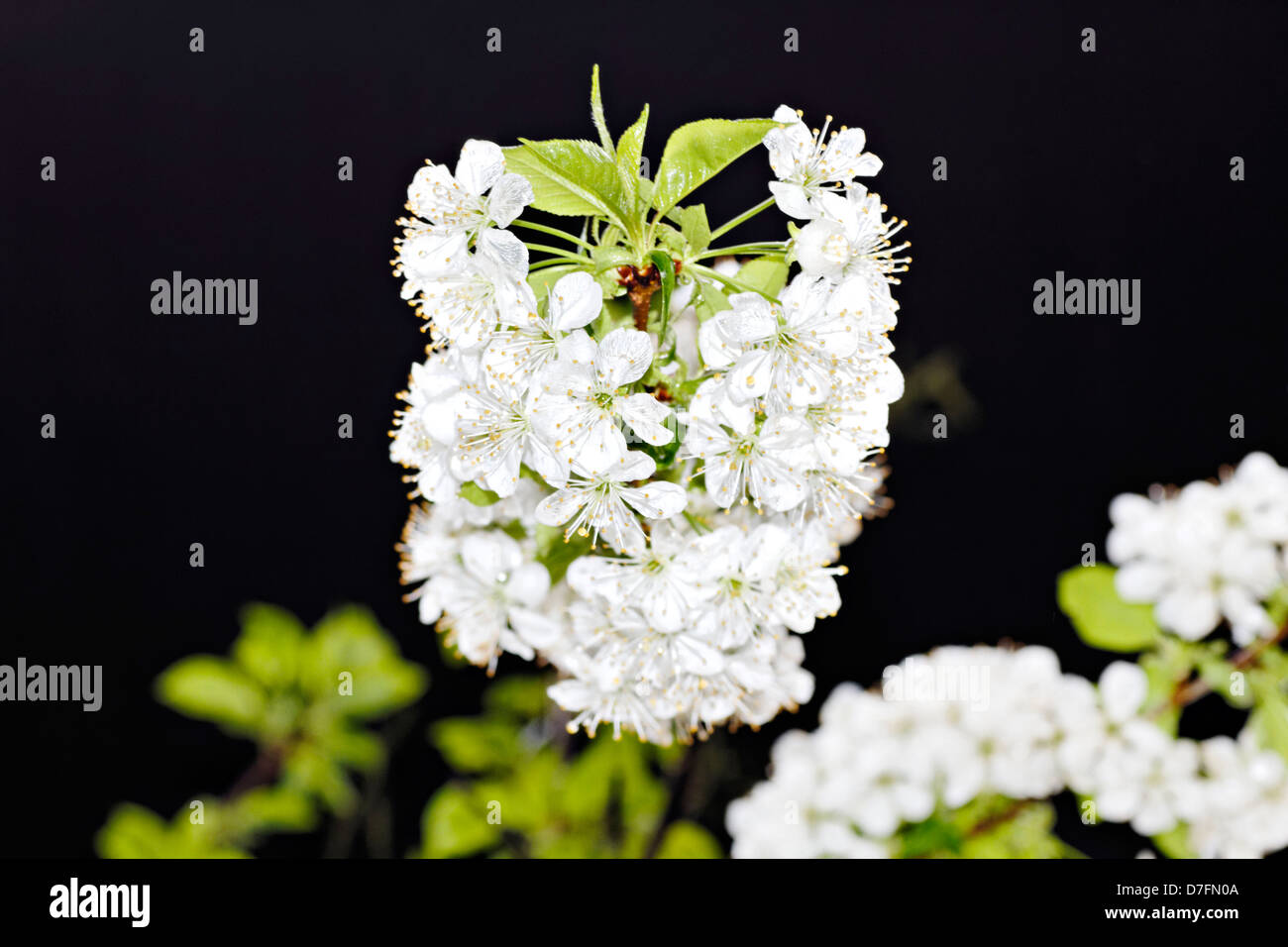 Cherry prunus sp trees hi-res stock photography and images - Alamy