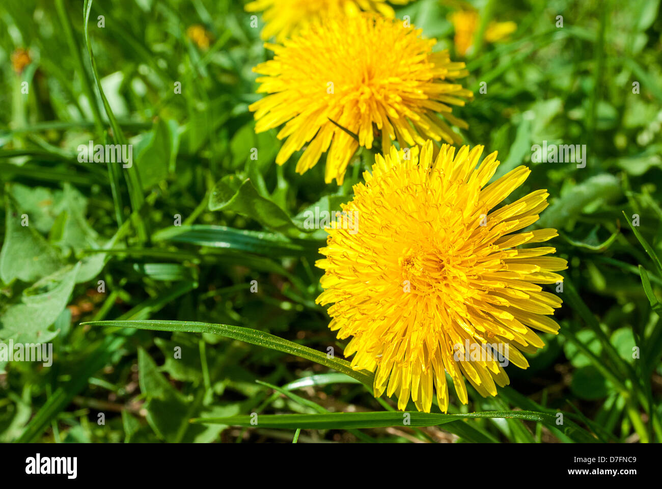 Group of dandelions hi-res stock photography and images - Alamy