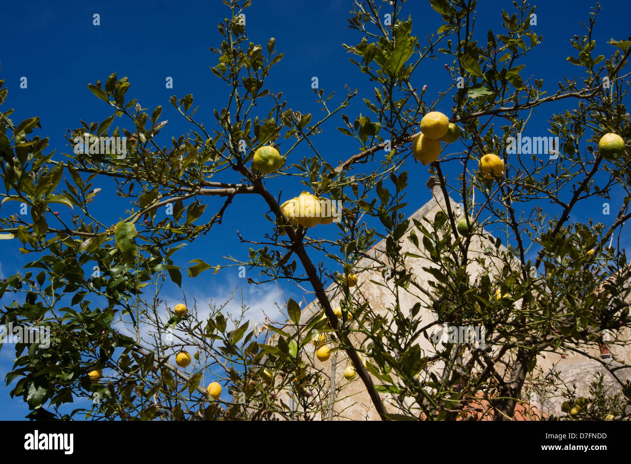 Lemon tree under blue sky Stock Photo - Alamy