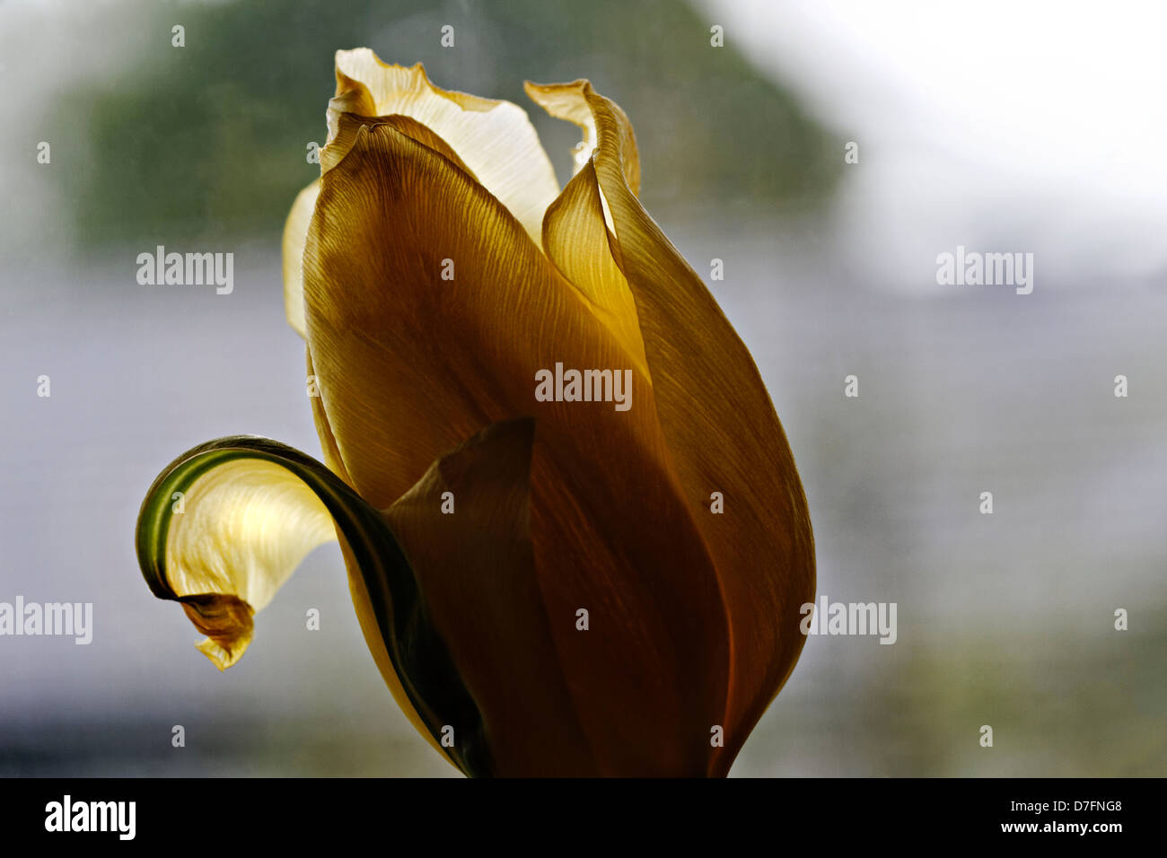 Backlit backlighting hi-res stock photography and images - Alamy