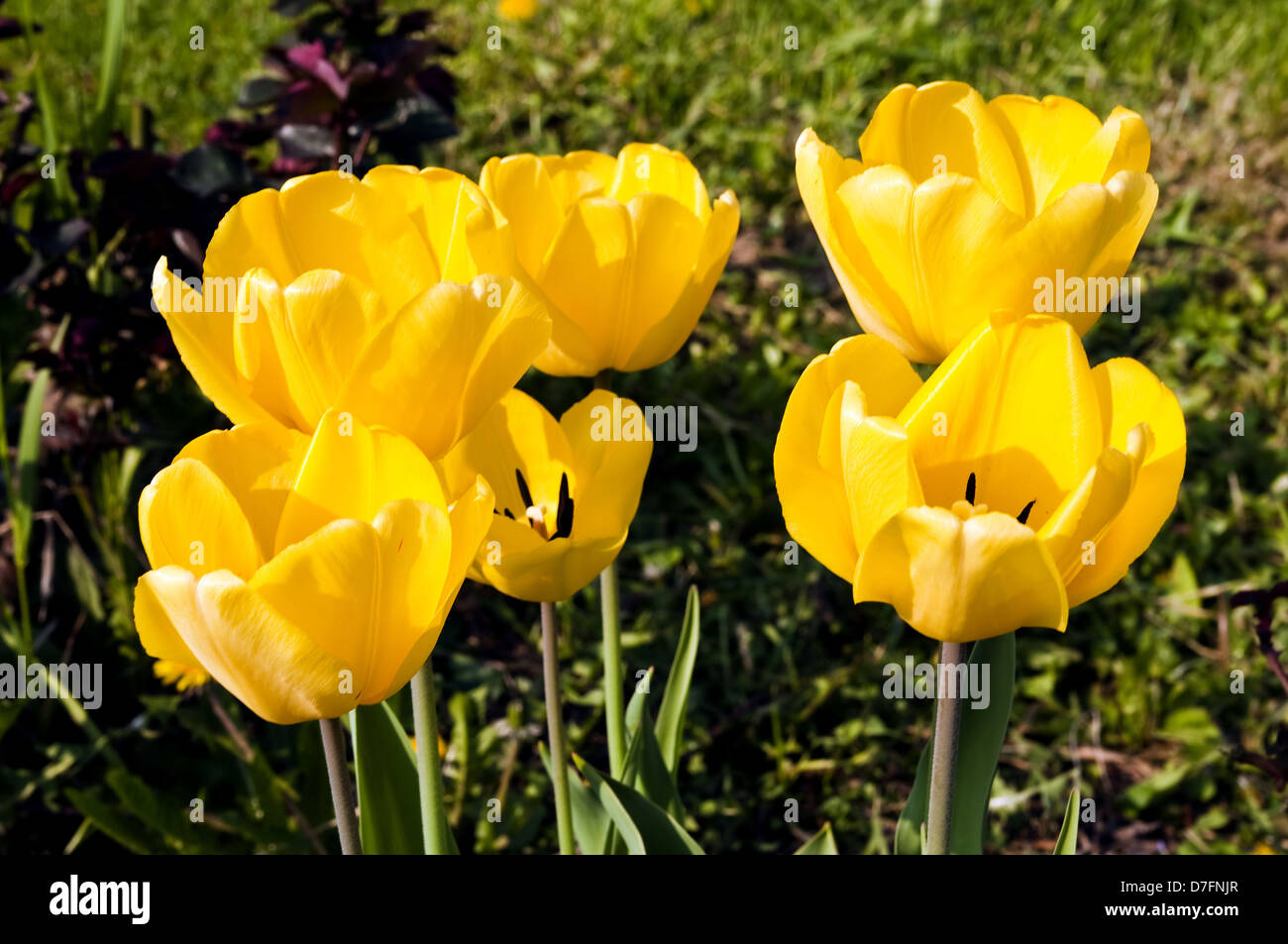 blossoming yellow tulips that are in the garden Stock Photo - Alamy