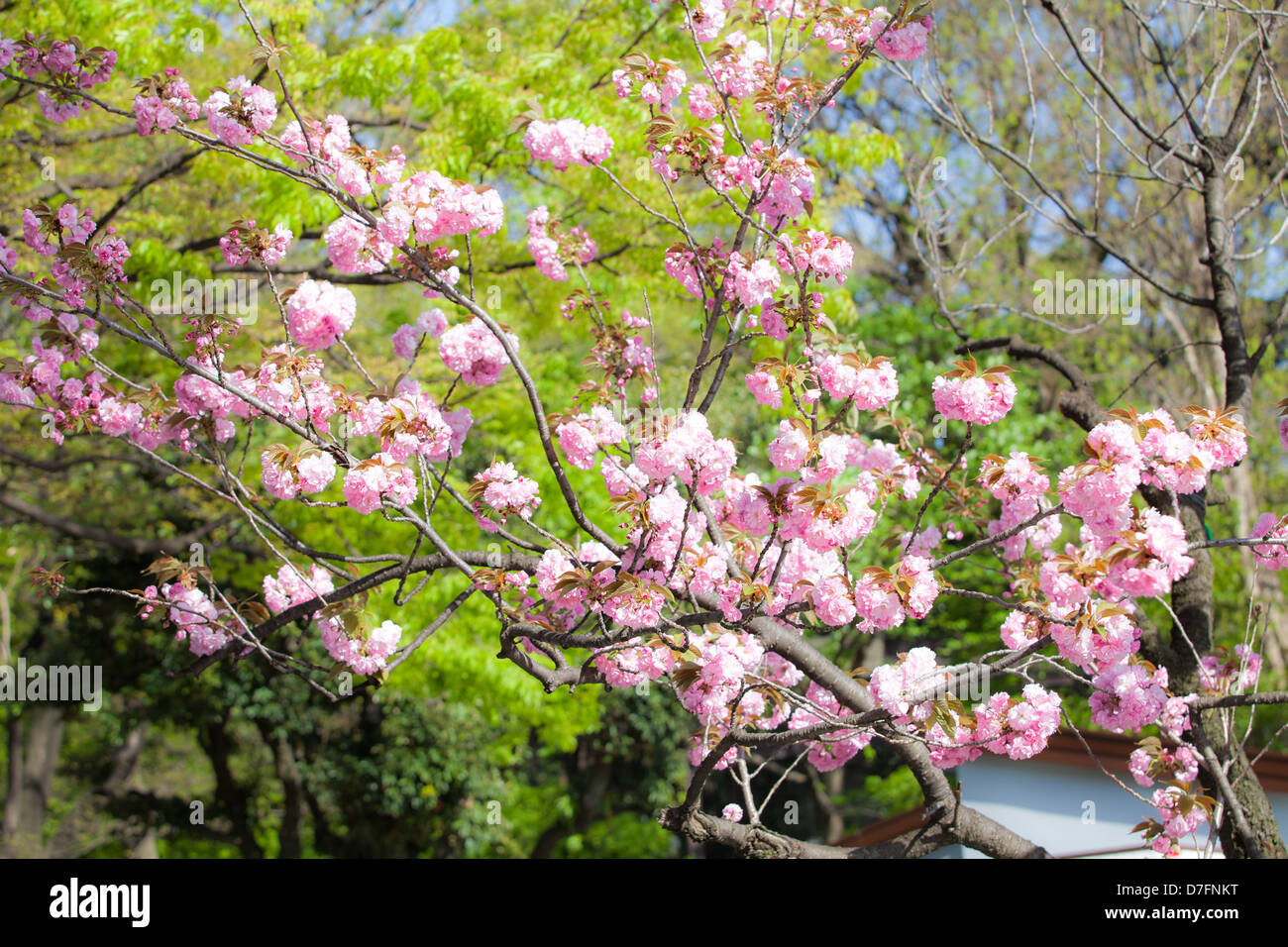 Japanese cherry (sakura tree) blossom with pink flowers against green ...