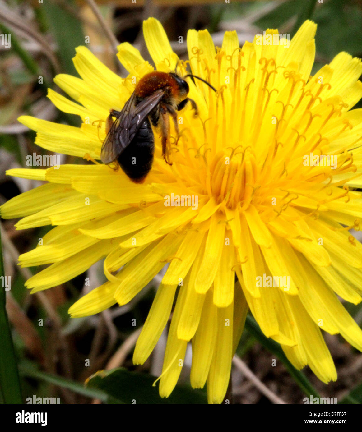 A bee on a dandelion Stock Photo - Alamy