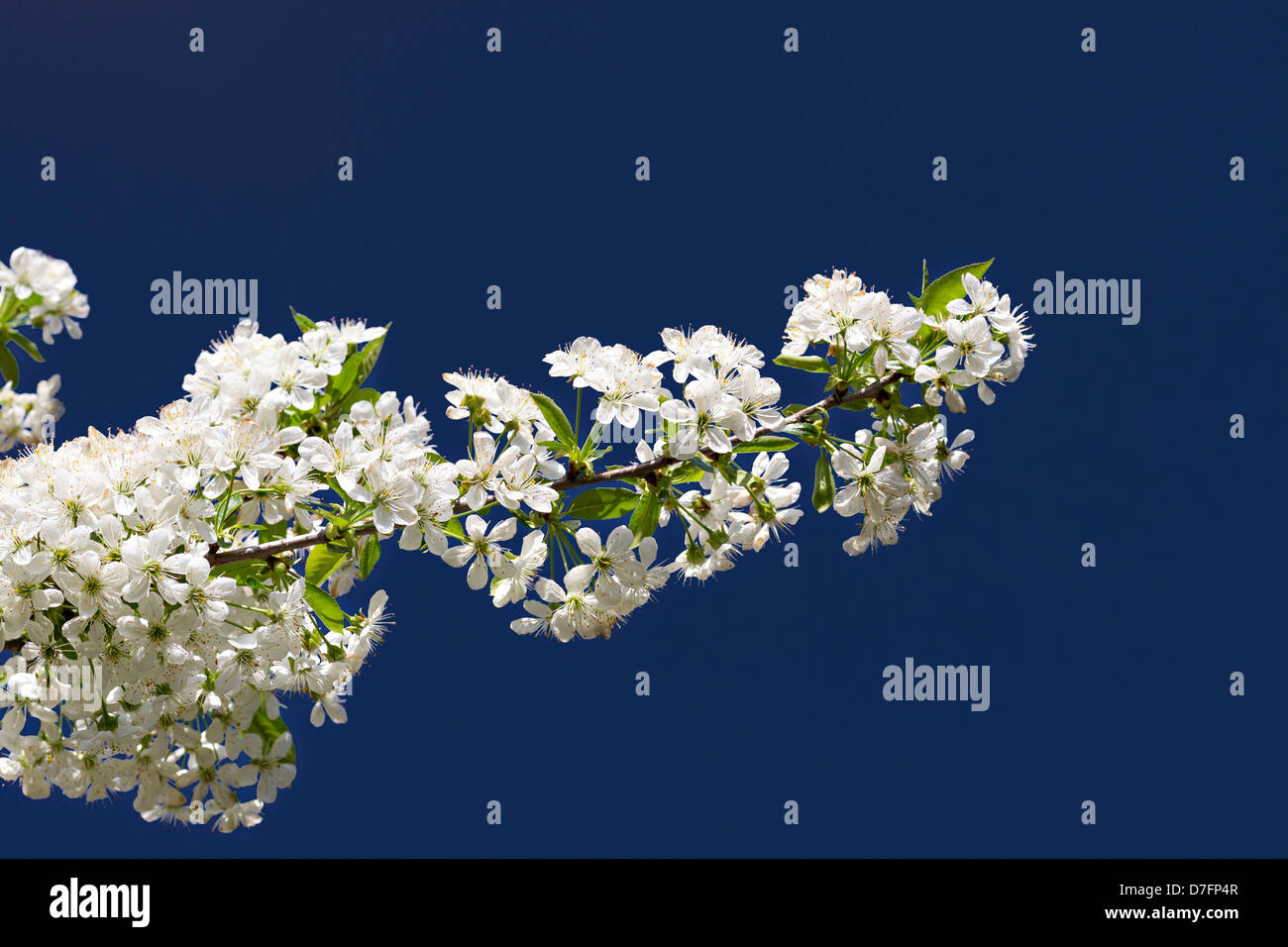 Prunus sp hi-res stock photography and images - Alamy