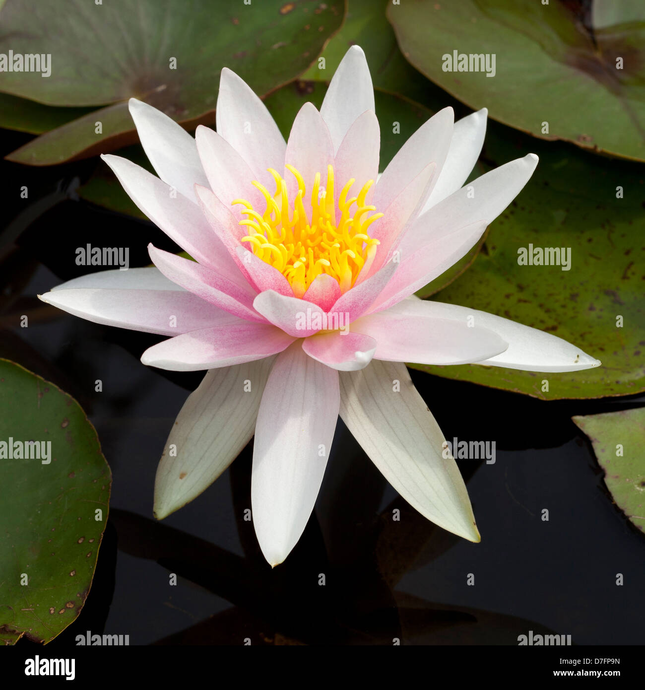 White nymphaeaceae hi-res stock photography and images - Alamy