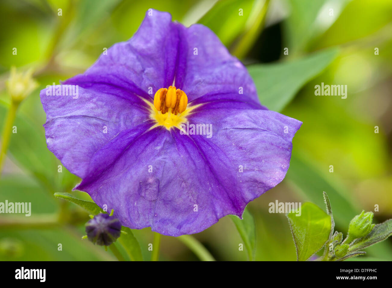 Gentian, Solanum rantonnetii, Solanaceae Stock Photo - Alamy